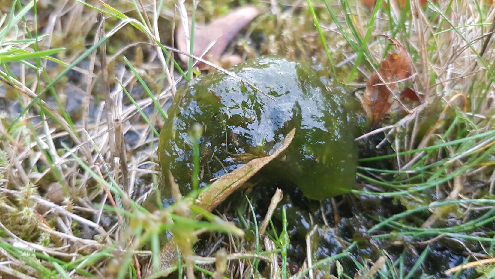 Pilze im Garten – Der Herbst bringt viele versteckte Bewohner zum ...